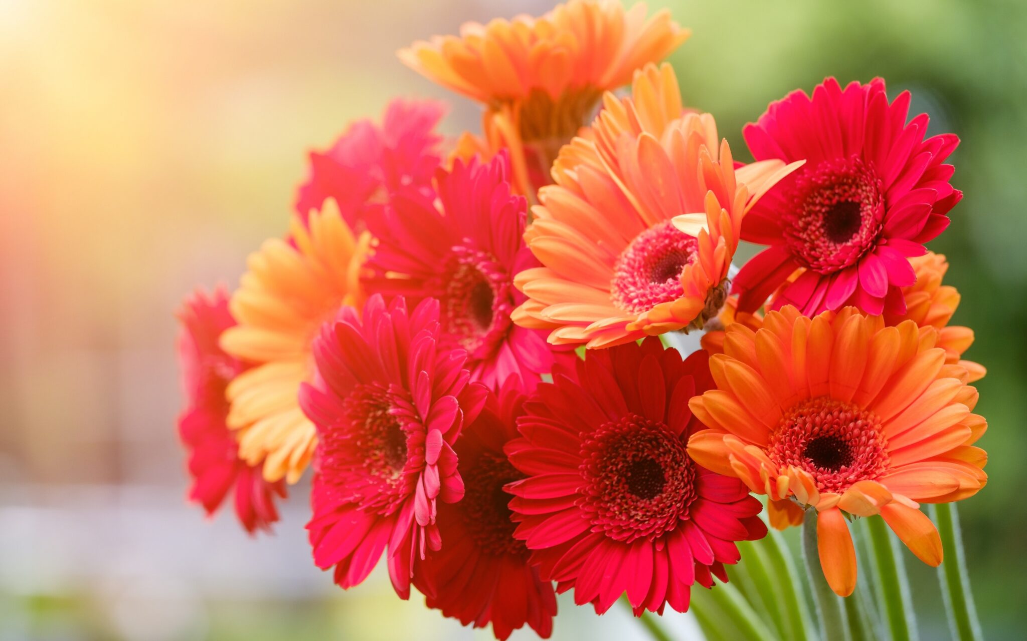 Kracl Funeral Chapels | Nancy L. Masek - Schuyler, David City, Leigh